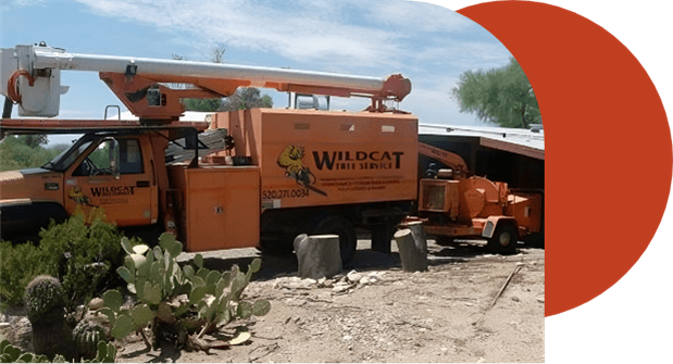 Tree Trimming & Service in Tucson AZ in Tucson, AZ | Wildcat Tree Service